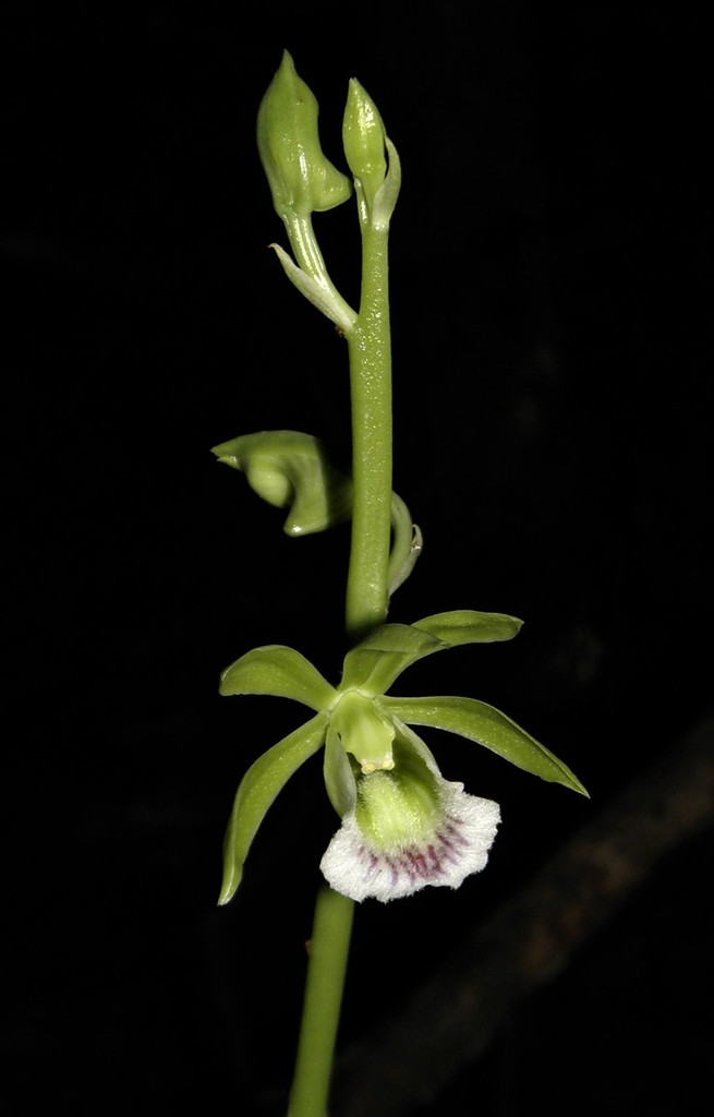 Two-Keeled Hooded Orchid in October 2016 by Jake Antonio Heaton ...