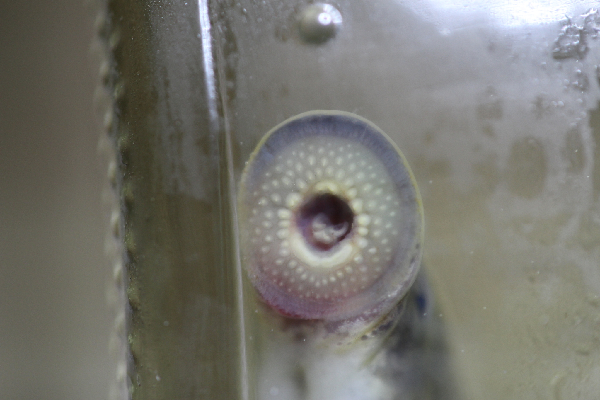 Ichthyomyzon fossor Reighard & Cummins, 1916