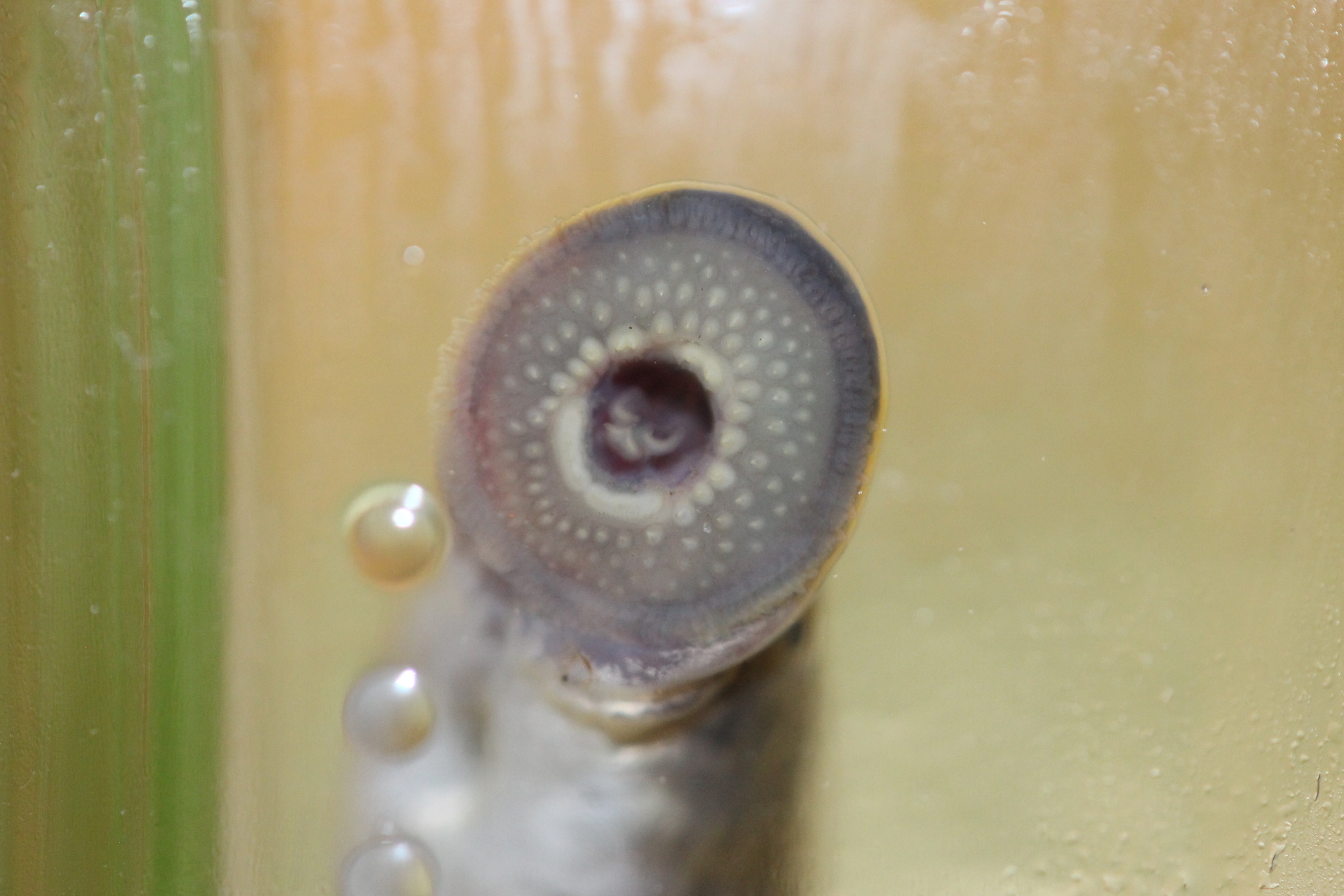 Ichthyomyzon fossor Reighard & Cummins, 1916