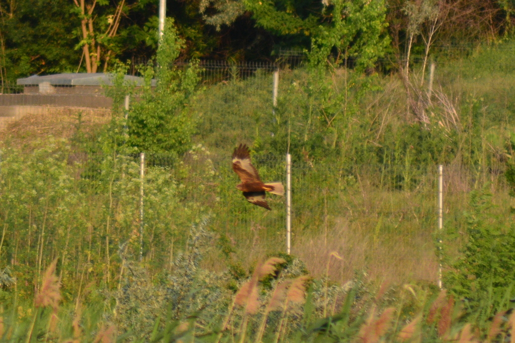 Western Marsh Harrier from Tulcea, Romania on May 26, 2018 at 07:47 PM ...