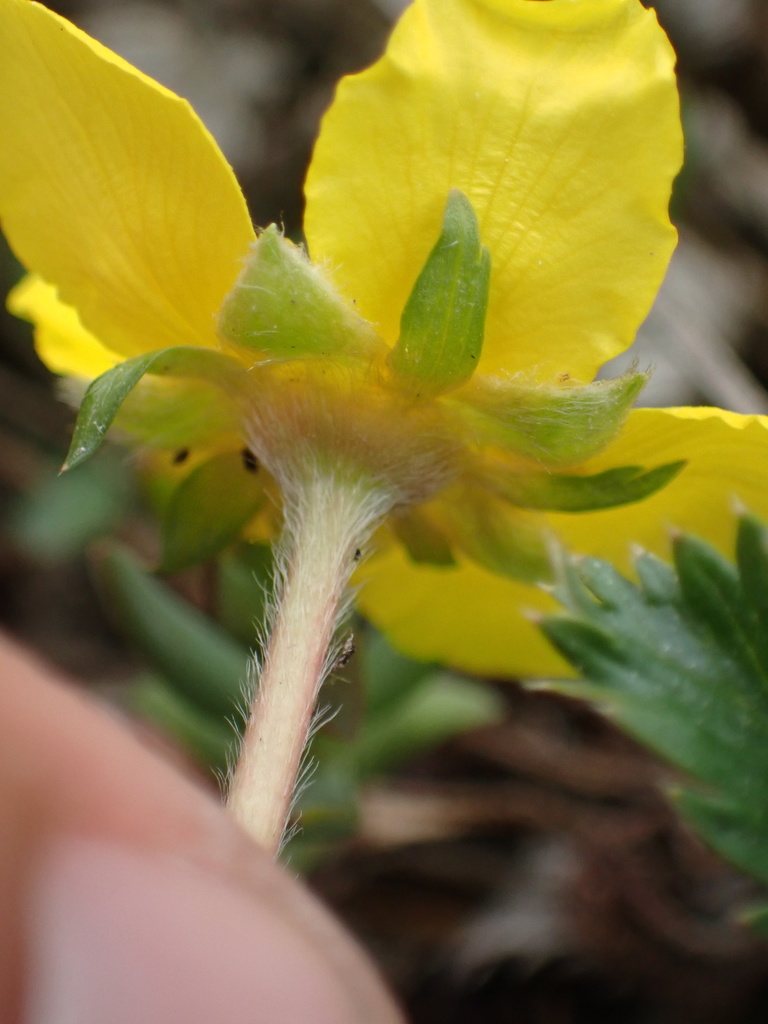 Pacific silverweed (Argentina pacifica) - Botanical Realm