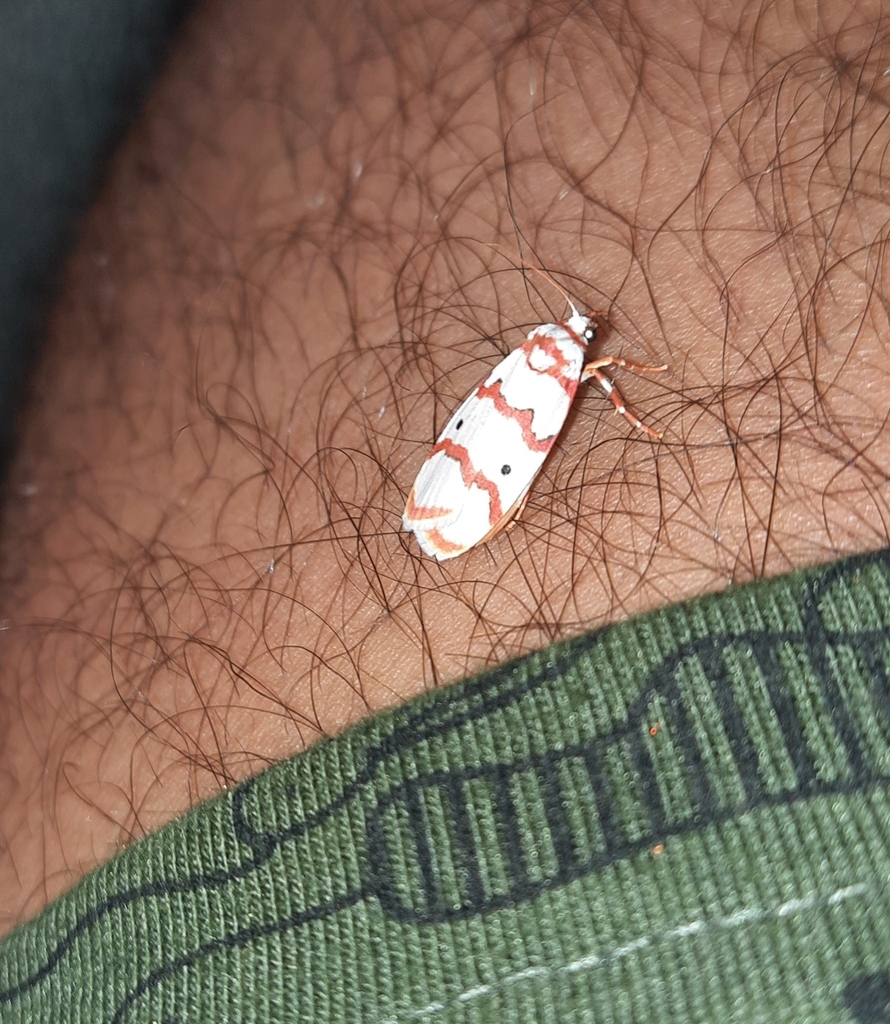 Cyana puella in March 2022 by Chinmay Pathak · iNaturalist