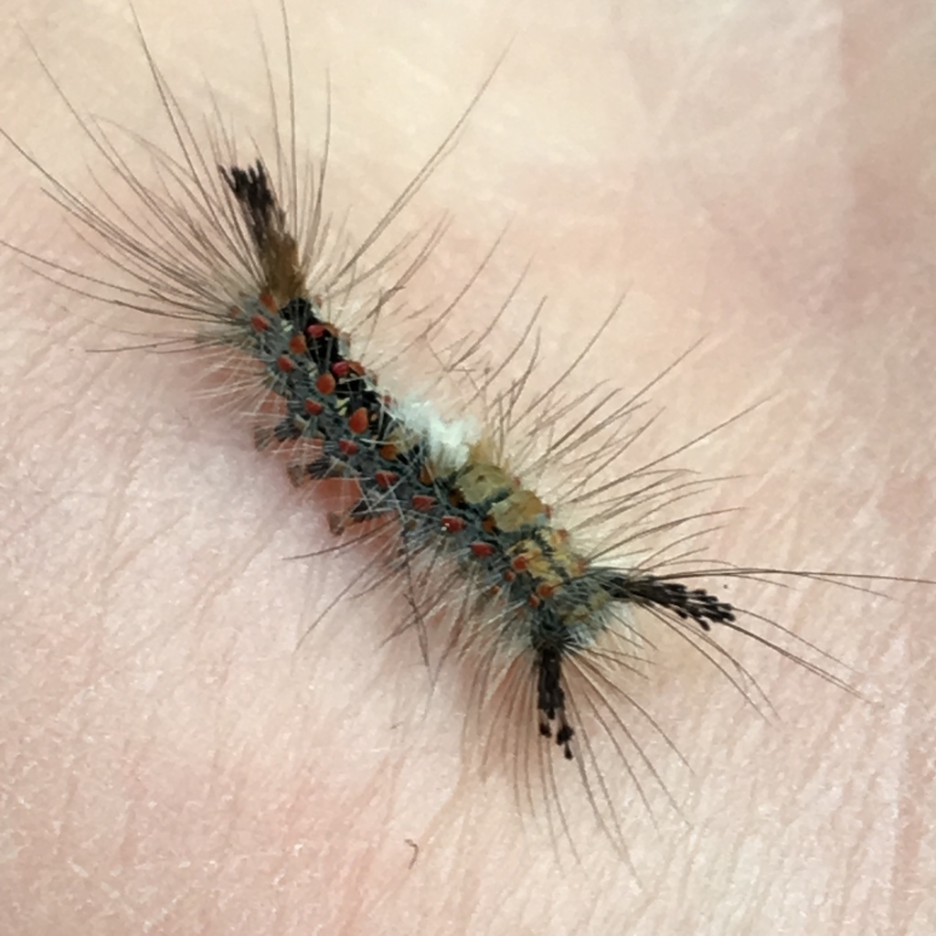 Western Tussock Moth in May 2018 by Brook · iNaturalist