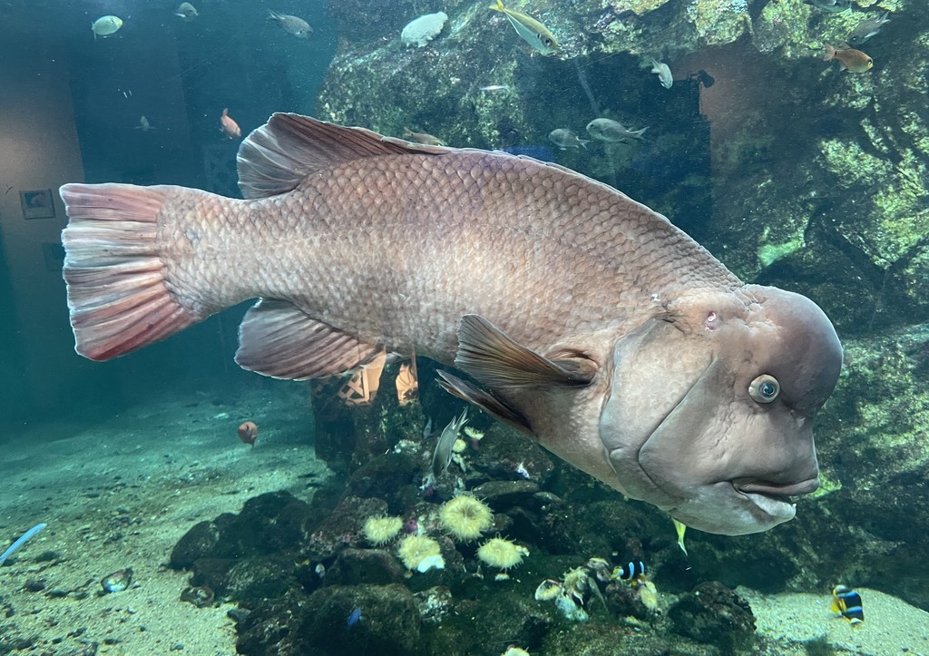 Asian Sheepshead Wrasse (Bodianus reticulatus) - Marine Life Identification