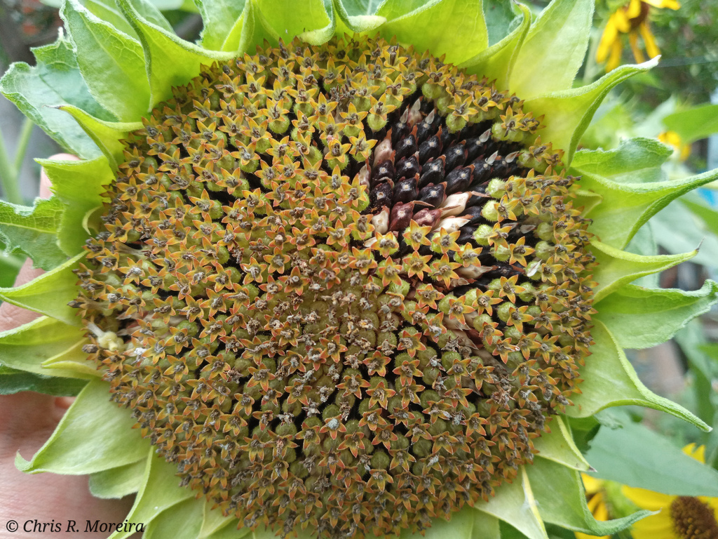 Common Sunflower (Helianthus annuus) - Botanical Realm