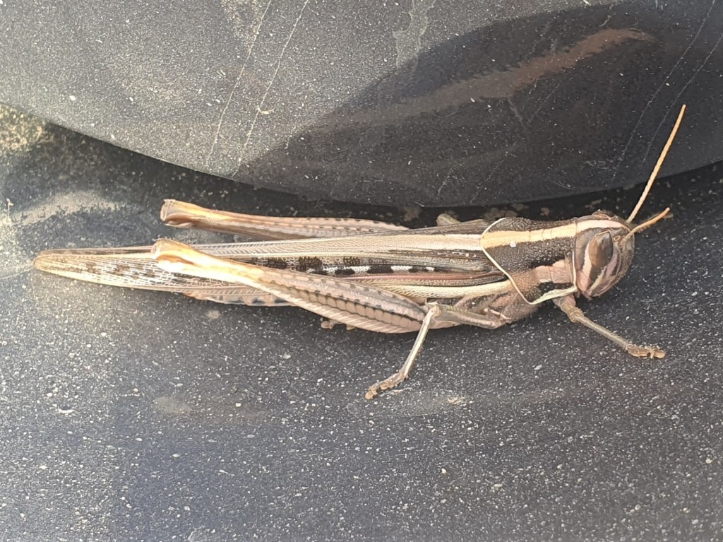 Spur-throated Locust from Sea Lake VIC 3533, Australia on March 24 ...
