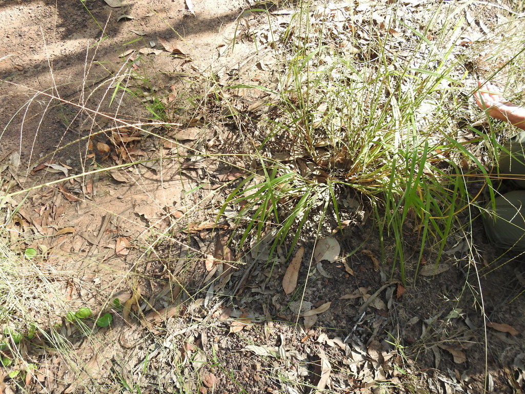 Small-flowered Finger Grass from Bauple Forest QLD 4650, Australia on ...