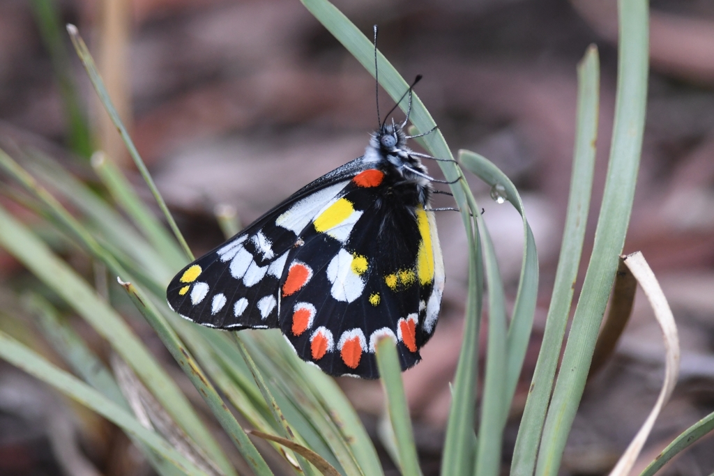 Red-spotted Jezebel from Smiths Gully VIC 3760, Australia on April 04 ...