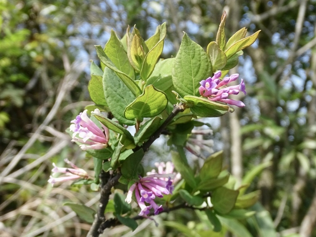 Chinese Wikstroemia from Ma On Shan Country Park, Ma On Shan, New ...