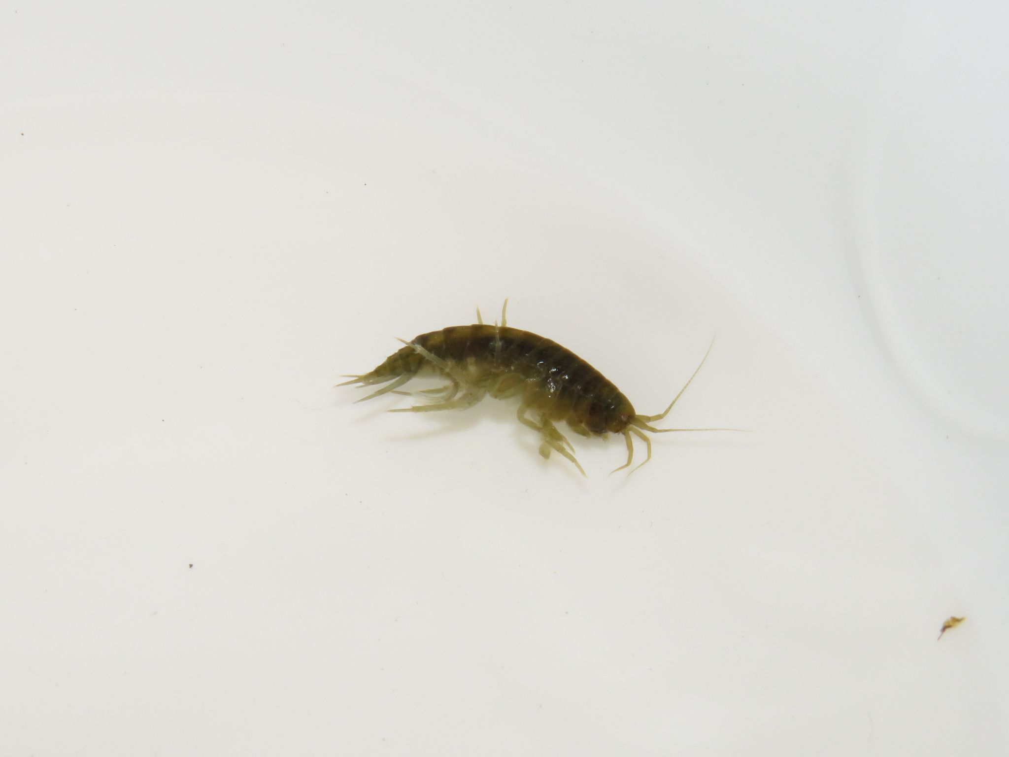 Gammarus lacustris G.O.Sars, 1863