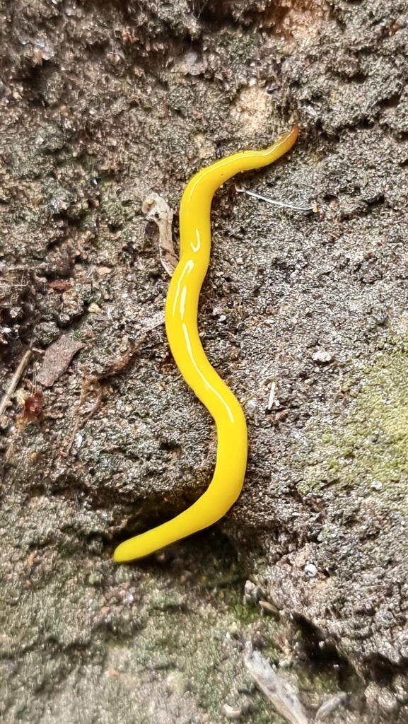Canary Worm from Tantanoola SA 5280, Australia on April 05, 2022 at 01: ...