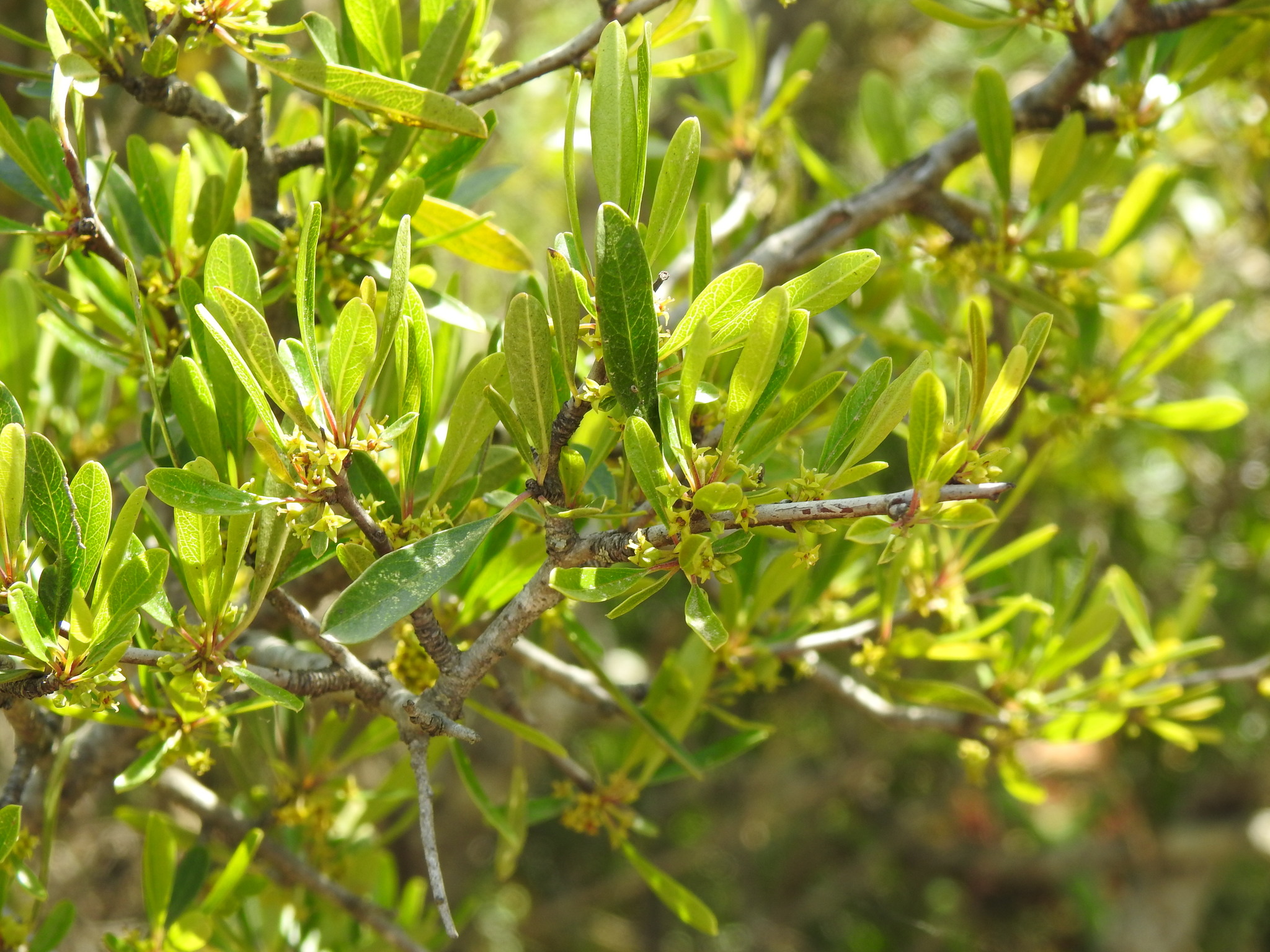 Rhamnus oleoides L.