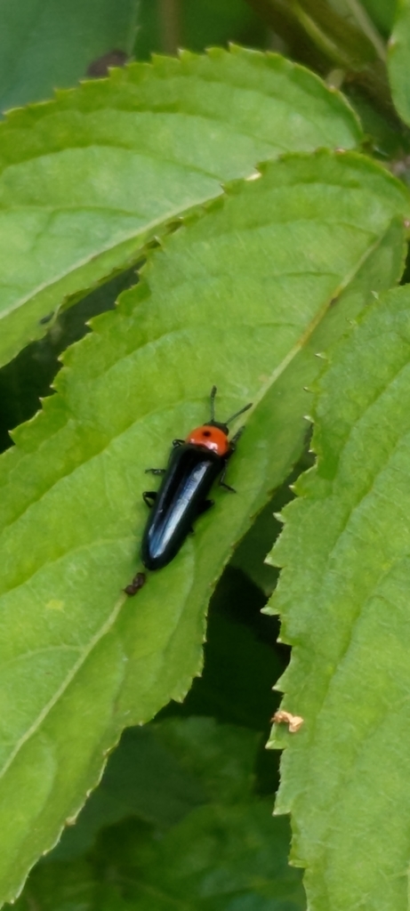 Tetraphala collaris from 311台灣新竹縣五峰鄉桃山村 on April 05, 2022 at 03:56 PM ...