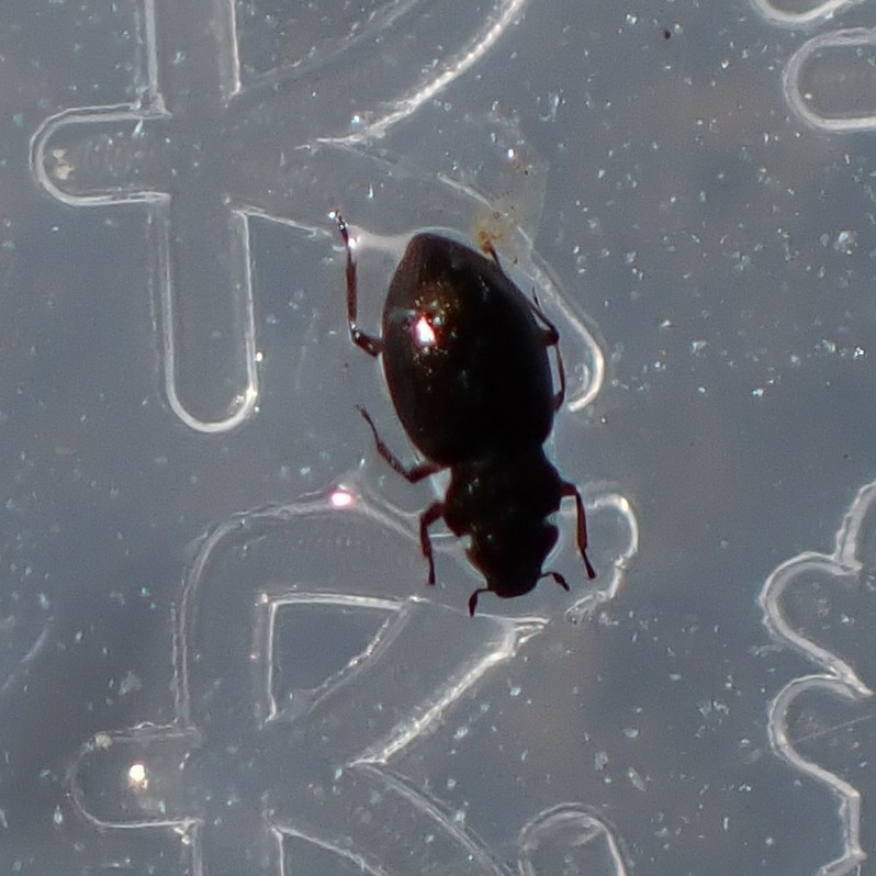 Ochthebius in April 2022 by Yui Hong Chiu · iNaturalist