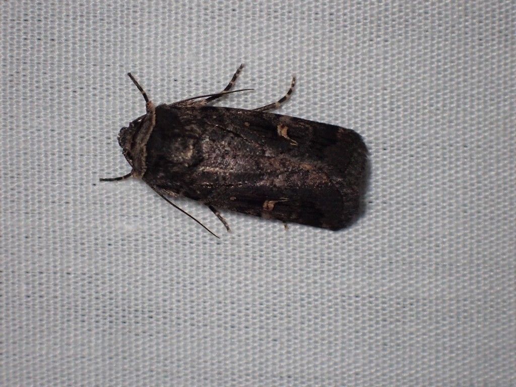 Proteuxoa from Castlemaine VIC, Australia on April 3, 2022 at 10:59 PM ...