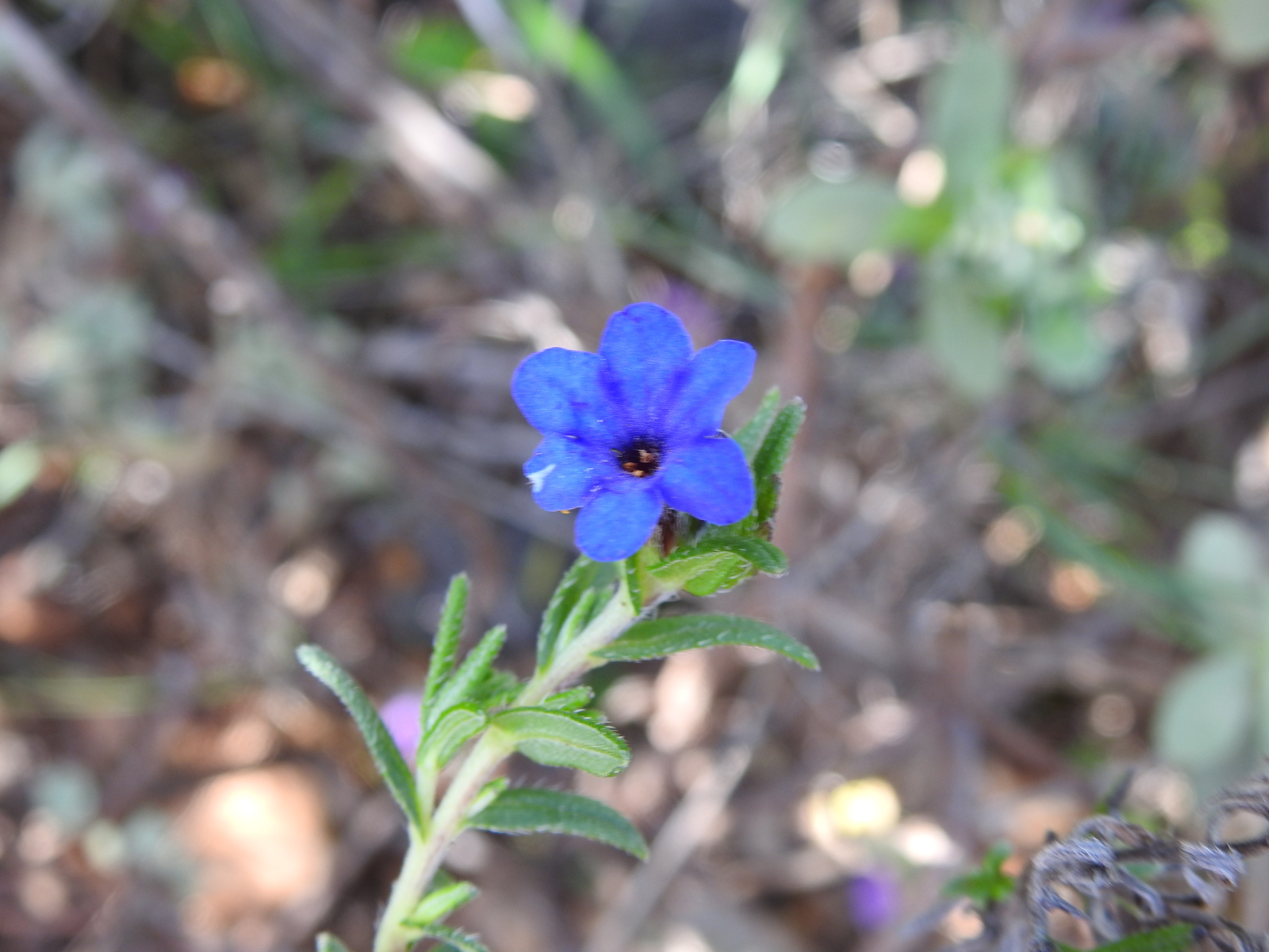 Glandora prostrata subsp. lusitanica (Samp.) D.C.Thomas