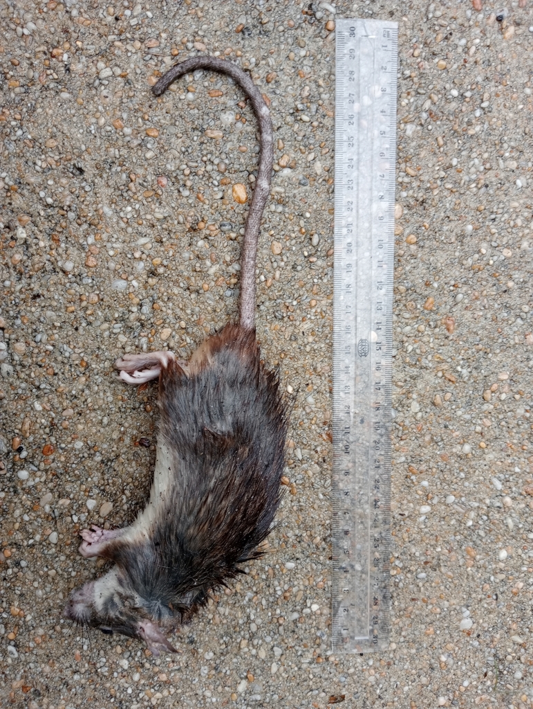 Black Rat from Helensburgh, Dunedin 9010, New Zealand on April 05, 2022 ...