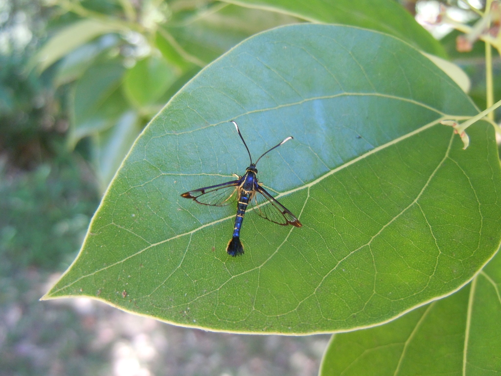 Clearwing Persimmon Borer from Maroochy, AU-QL, AU on October 27, 2013 ...