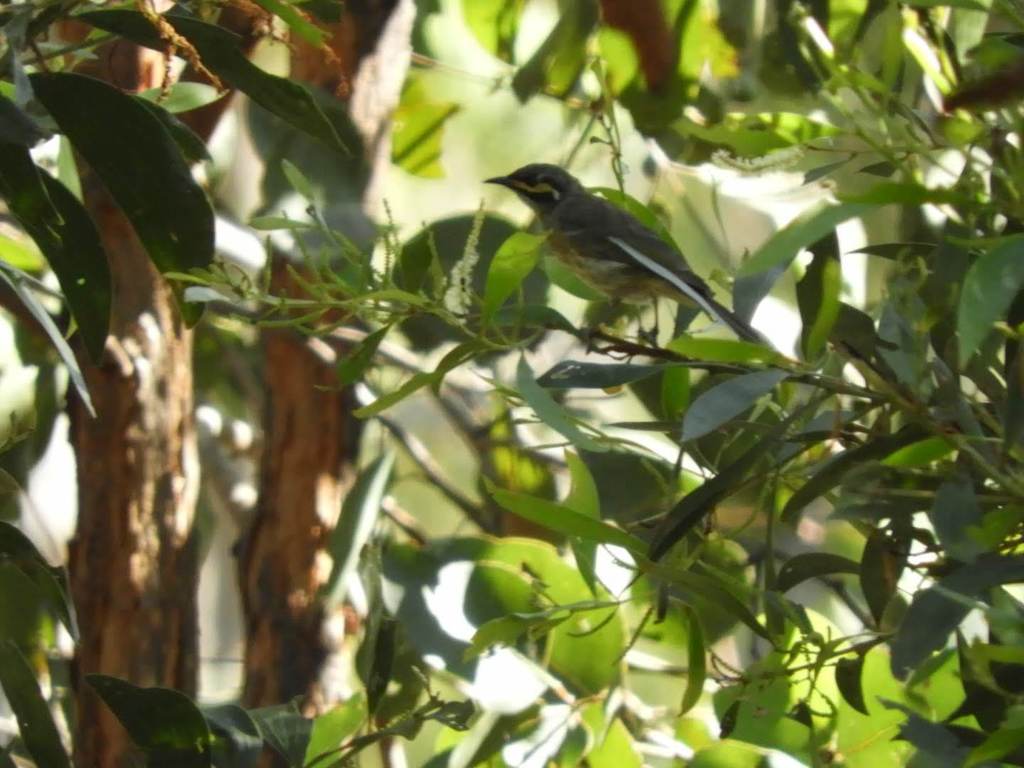 Yellow-faced Honeyeater from Bauple Forest QLD 4650, Australia on April ...