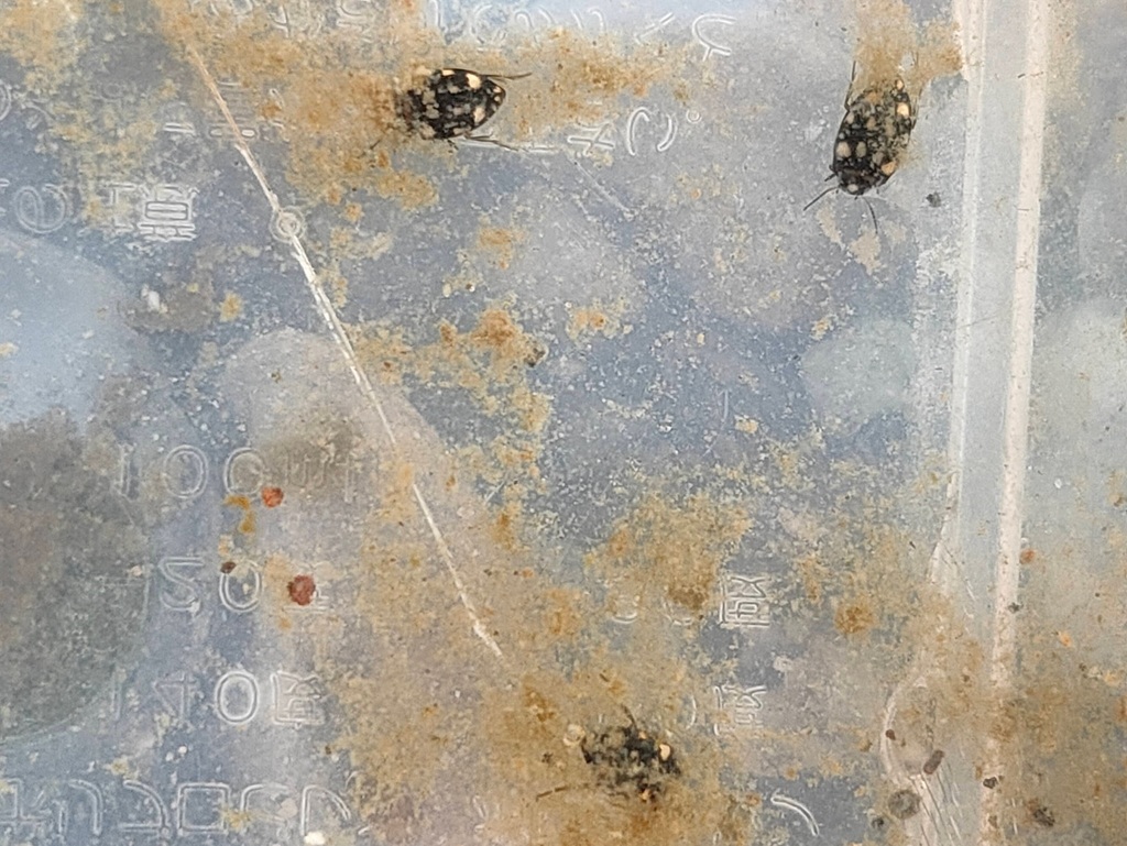 Neonectes natrix from Gosho, Ueda, Nagano 386-0033, Japan on April 05 ...