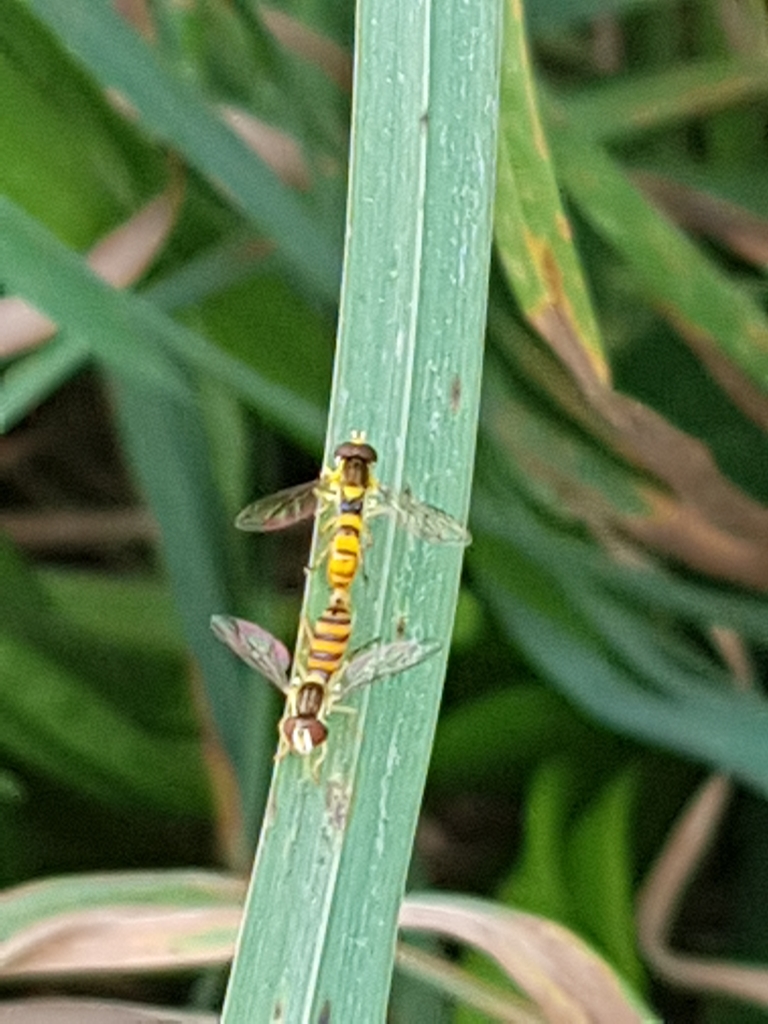 Sphaerophoria macrogaster from Flagstaff, Hamilton, New Zealand on ...