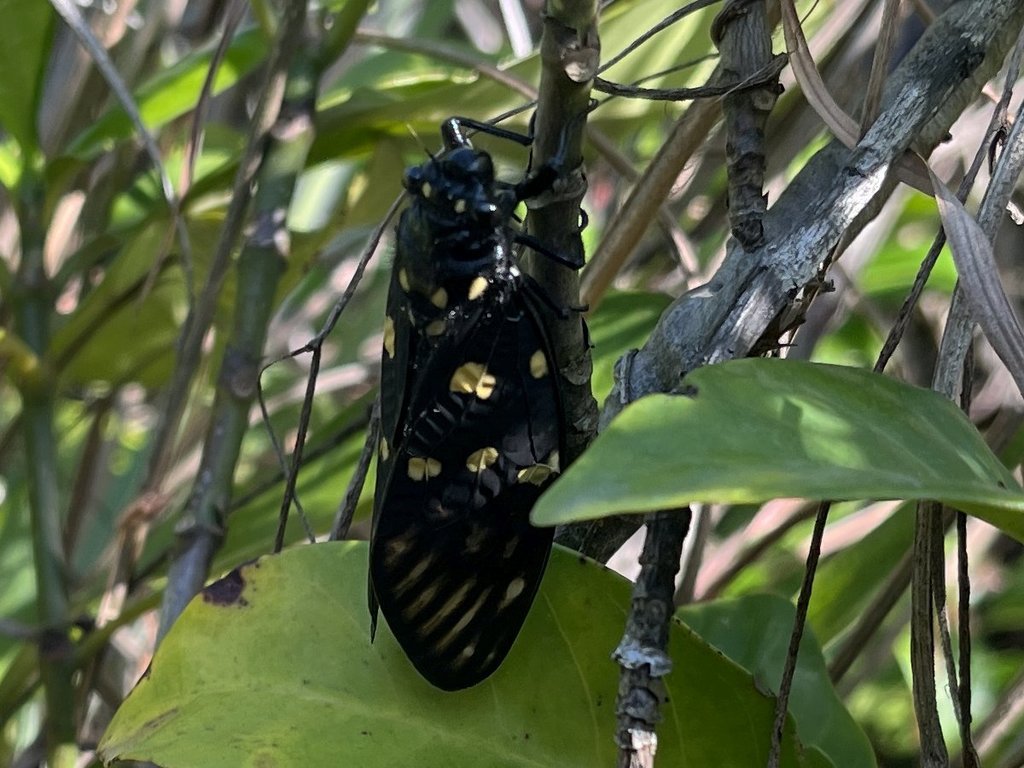 Speckled Black Cicada from Lantau Island, Hong Kong on April 03, 2022 ...