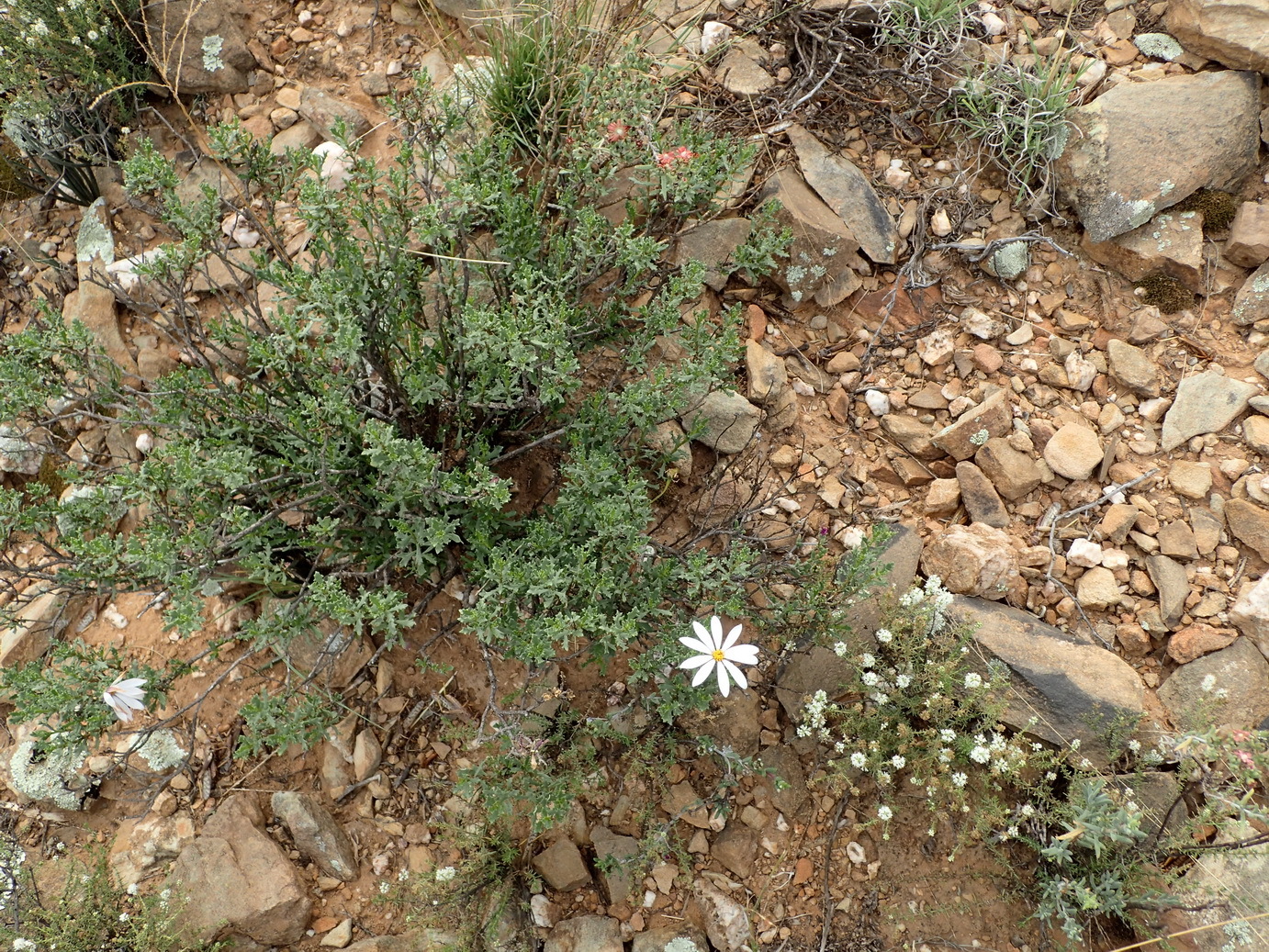 Dimorphotheca cuneata (Thunb.) DC.