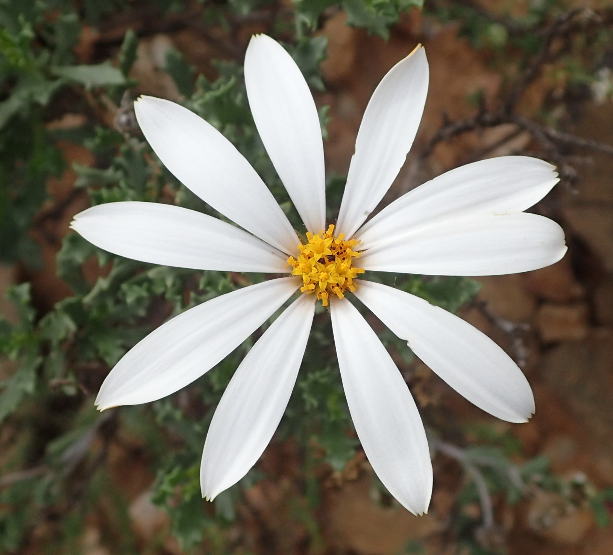 Dimorphotheca cuneata (Thunb.) DC.