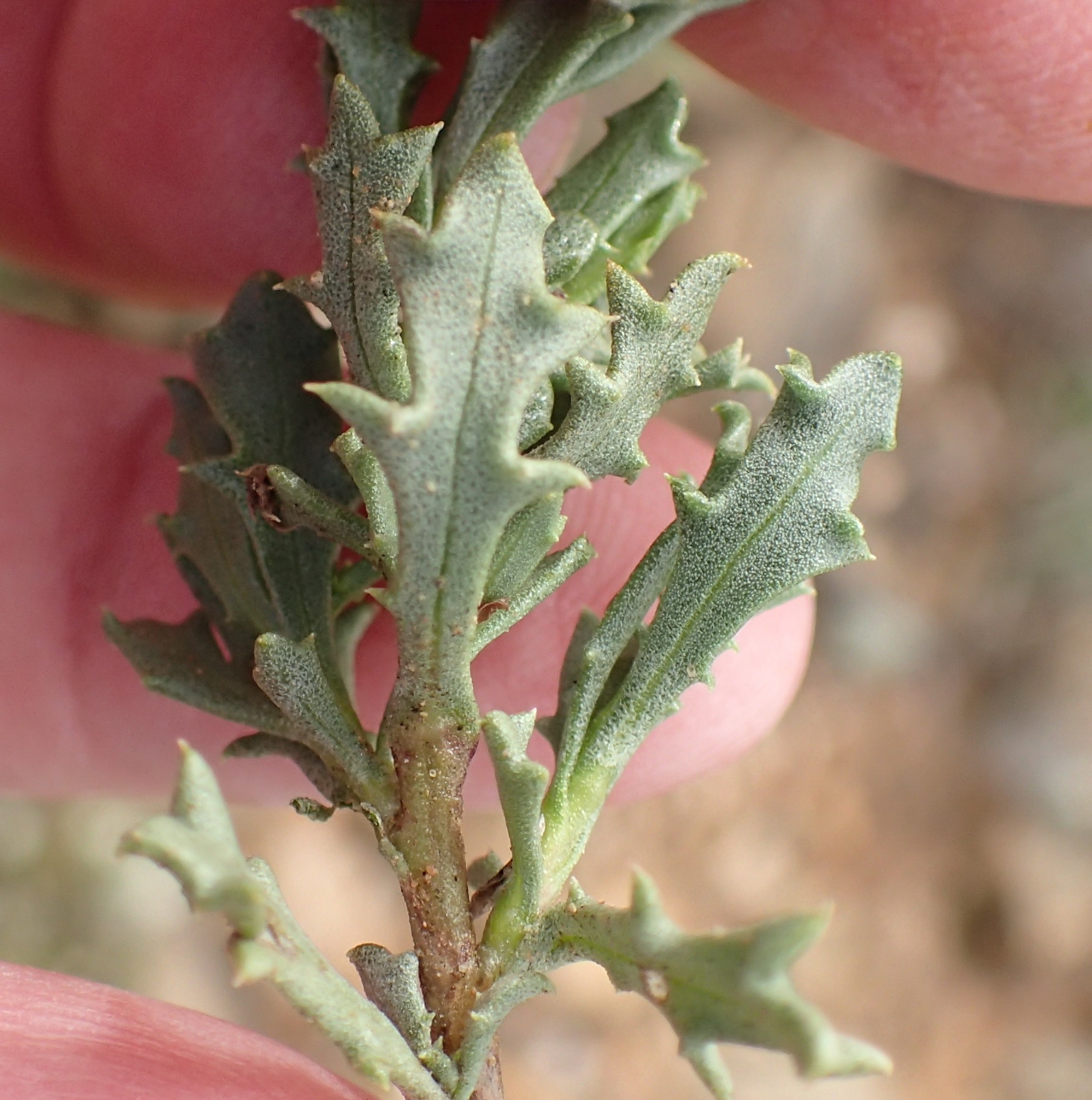 Dimorphotheca cuneata (Thunb.) DC.