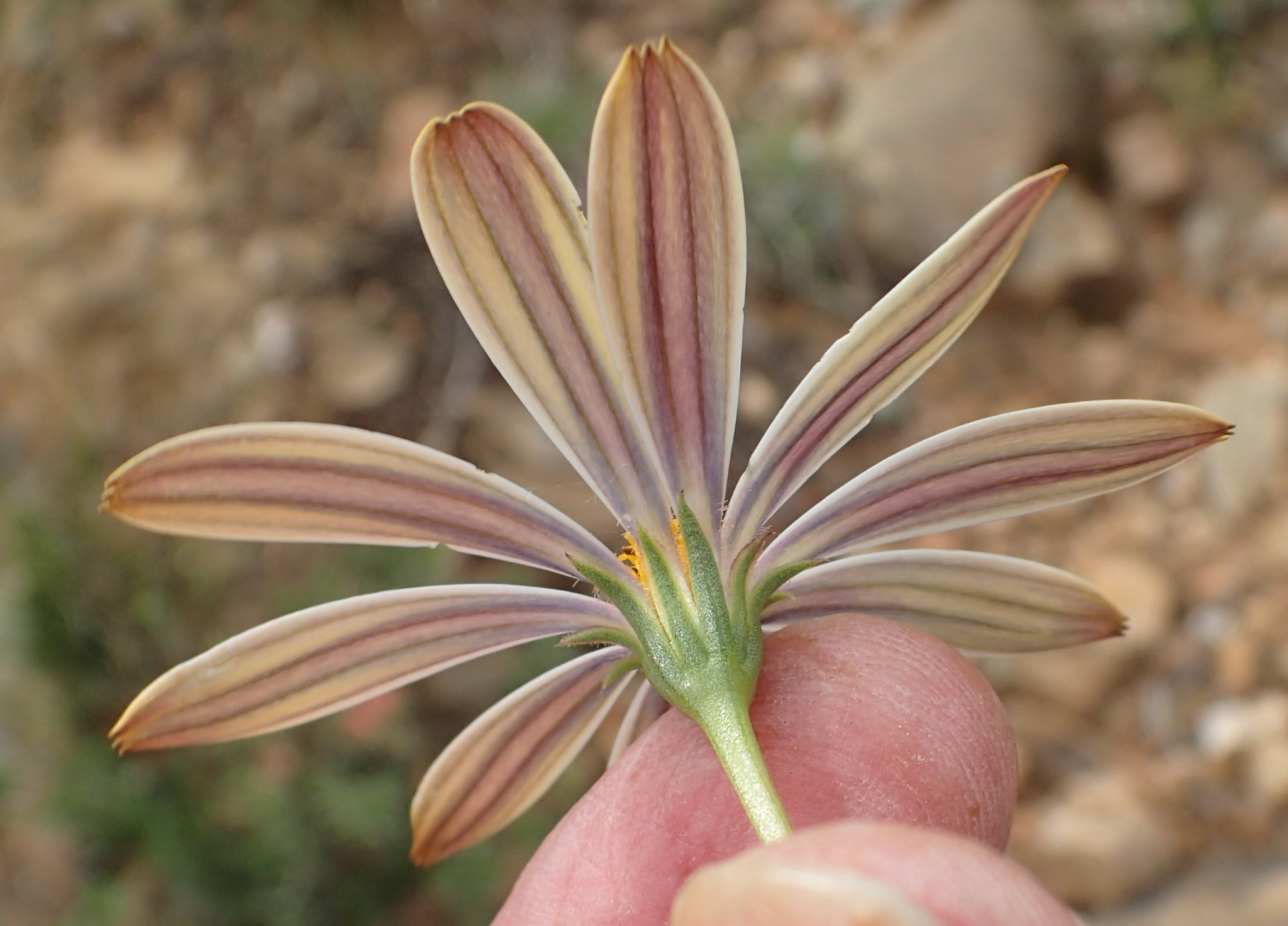 Dimorphotheca cuneata (Thunb.) DC.
