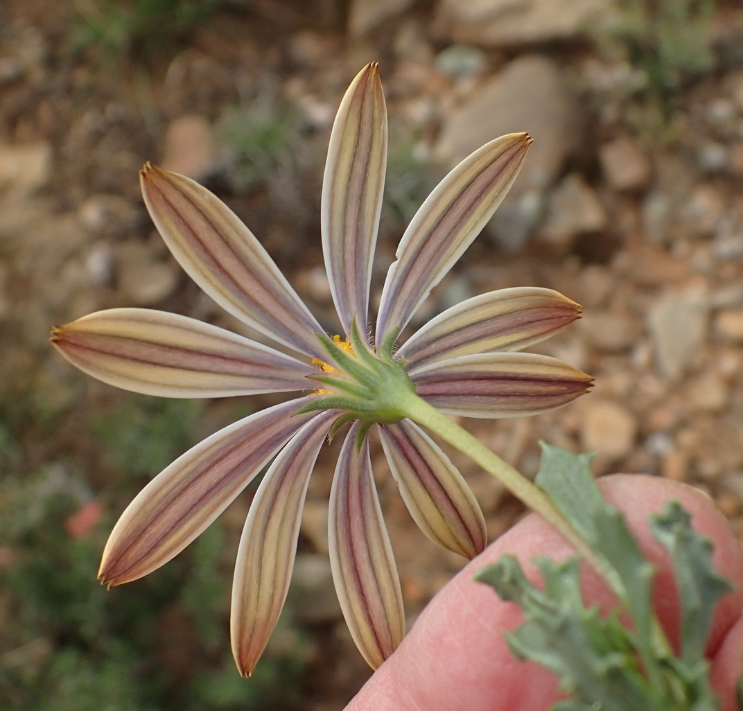 Dimorphotheca cuneata (Thunb.) DC.