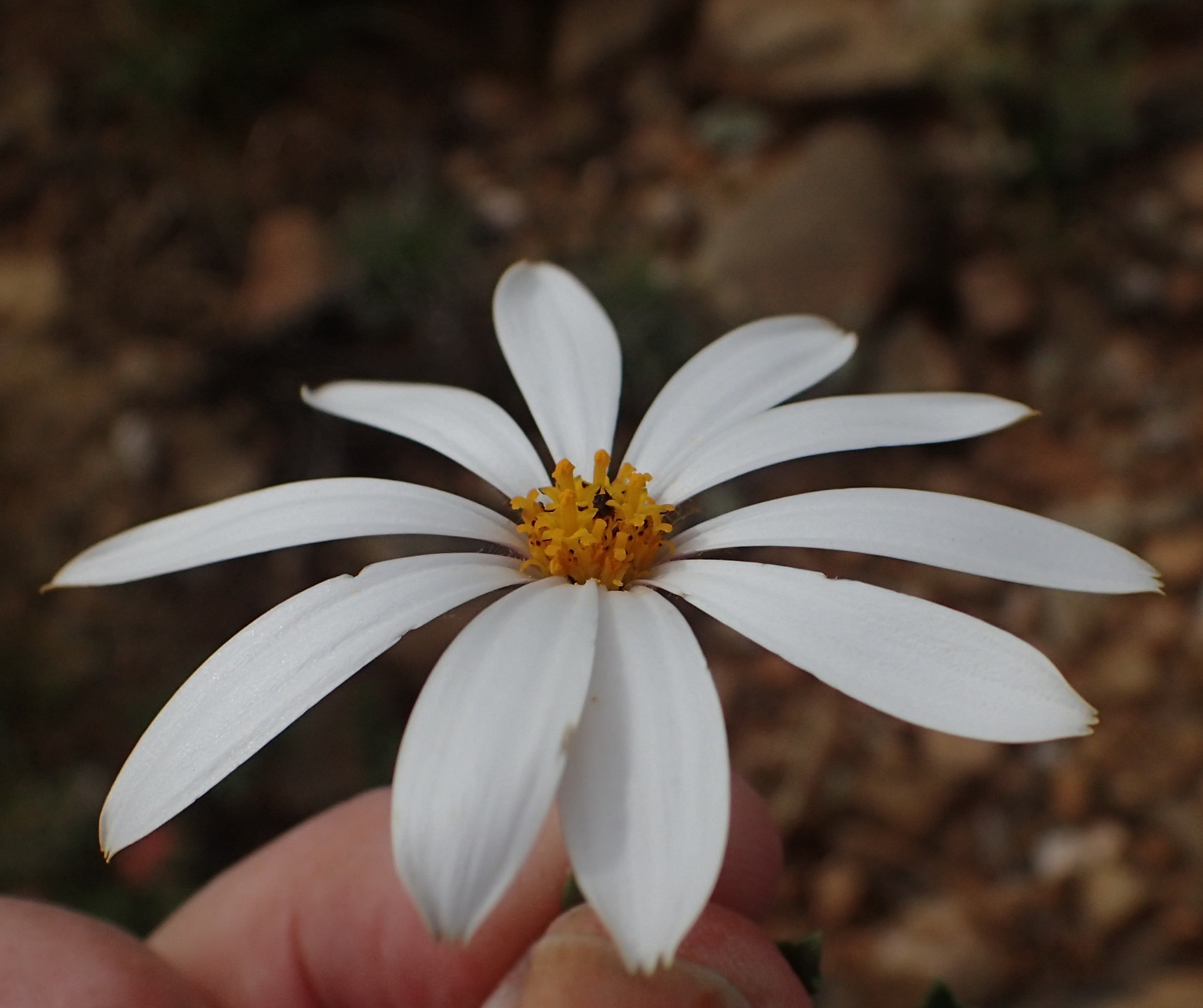 Dimorphotheca cuneata (Thunb.) DC.