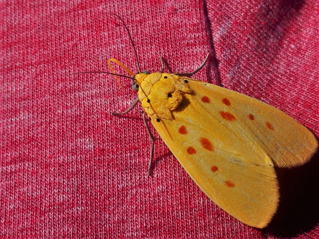 Yellow Tiger Moth from Diggers Camp NSW 2462, Australia on April 5 ...