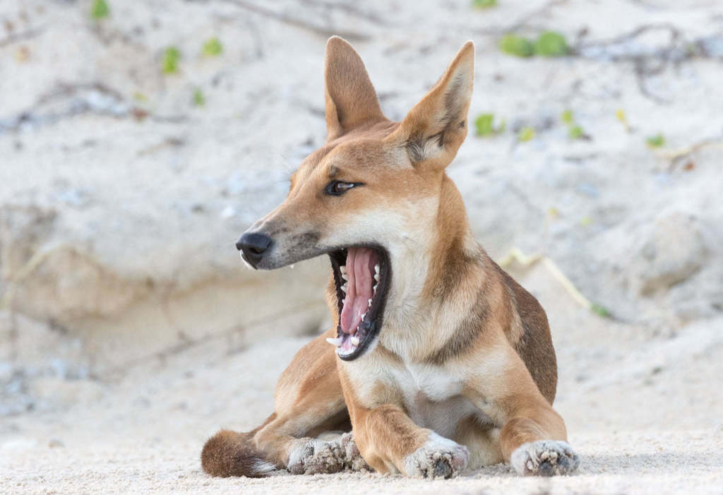Dingo (Pocket guide to fauna of Hamilton Island, QLD) · iNaturalist