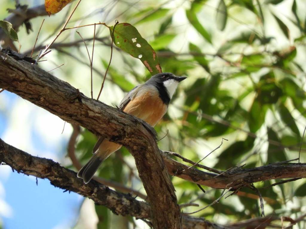Rufous Whistler from Bauple Forest QLD 4650, Australia on April 5, 2022 ...