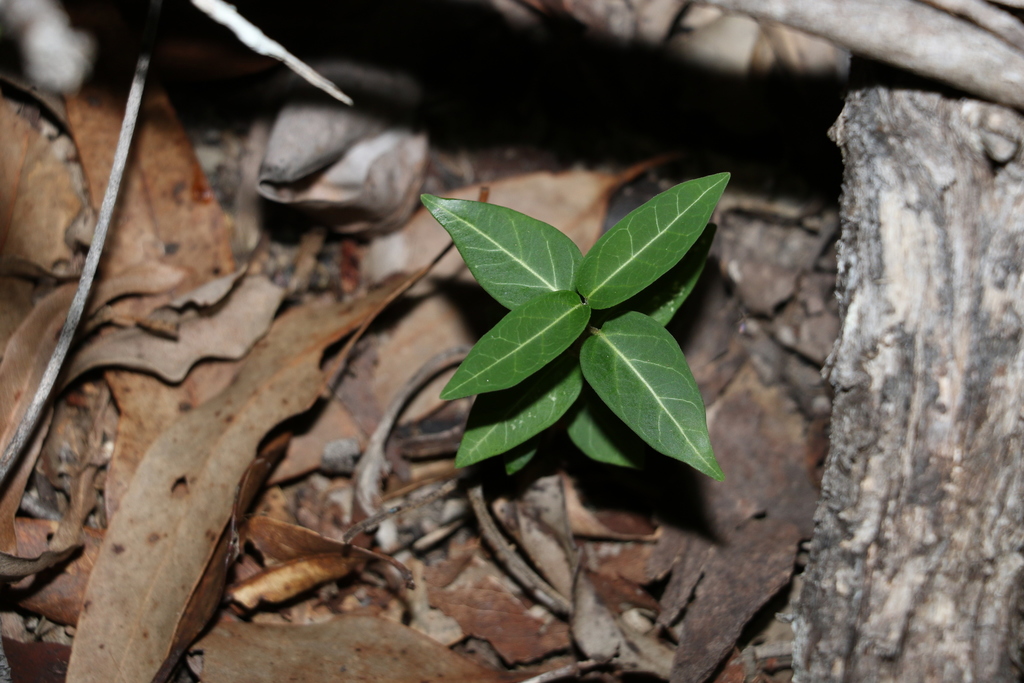 Slender milkvine from Hervey Bay - Pt A, Queensland, Australia on April ...