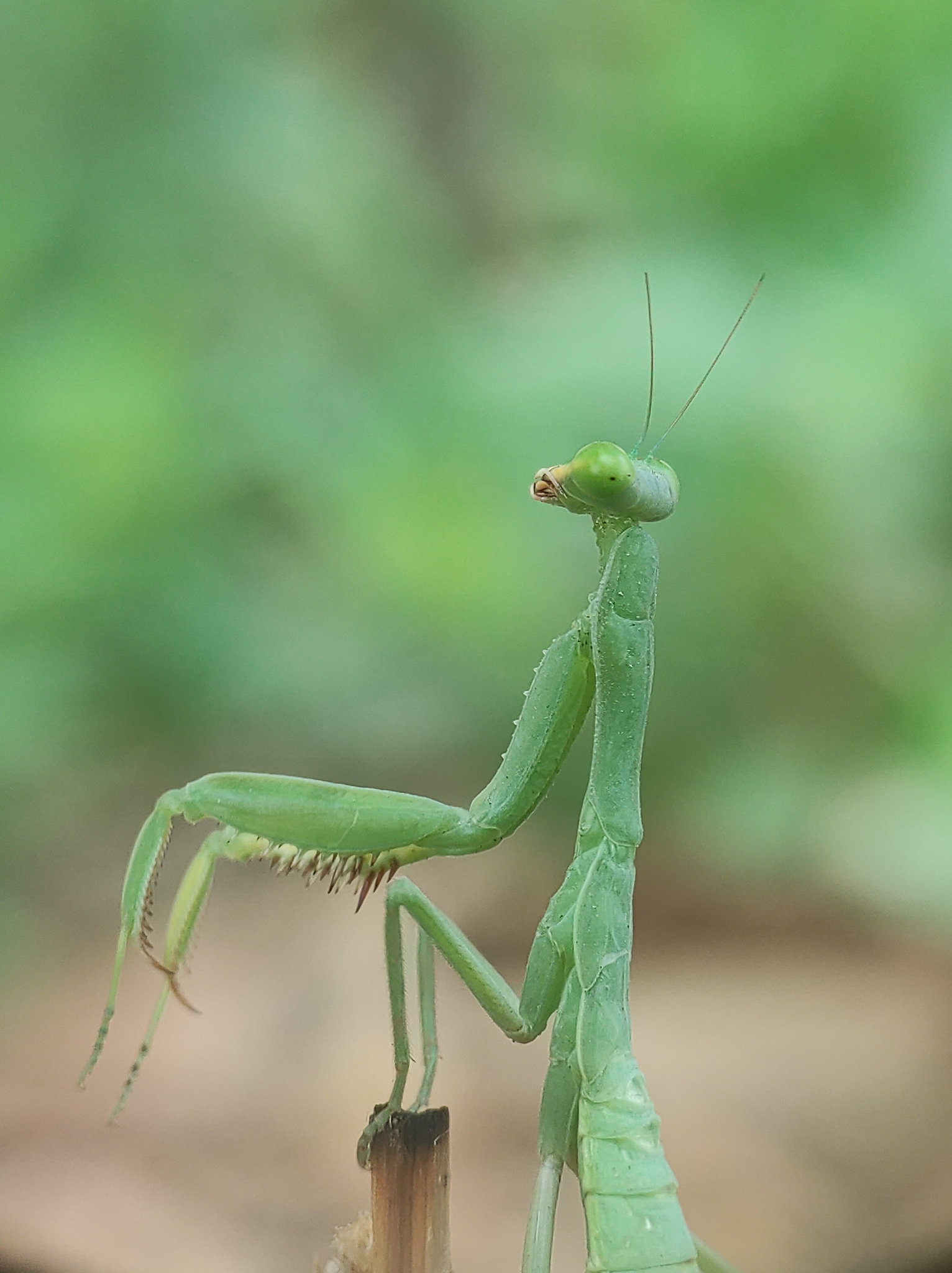 Hierodula tenuidentata Saussure, 1869