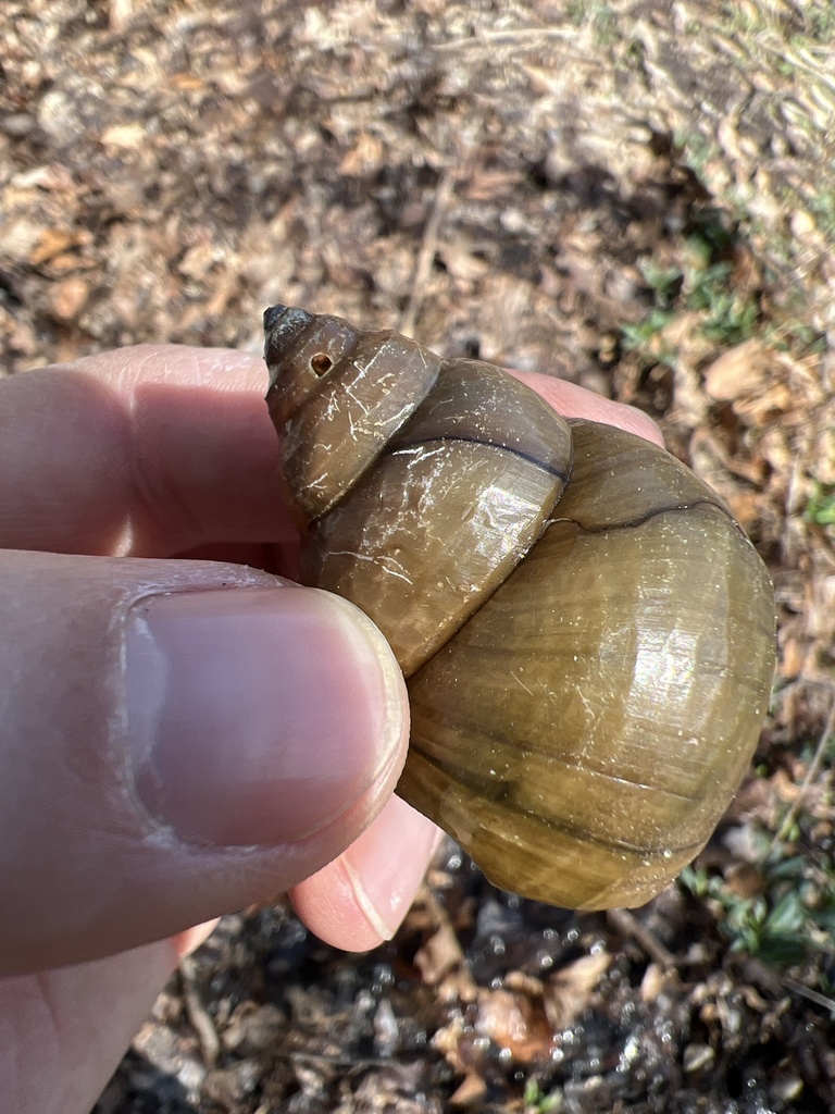 Chinese Mystery Snail from Alley Pond Park, New York, NY, US on April 2 ...