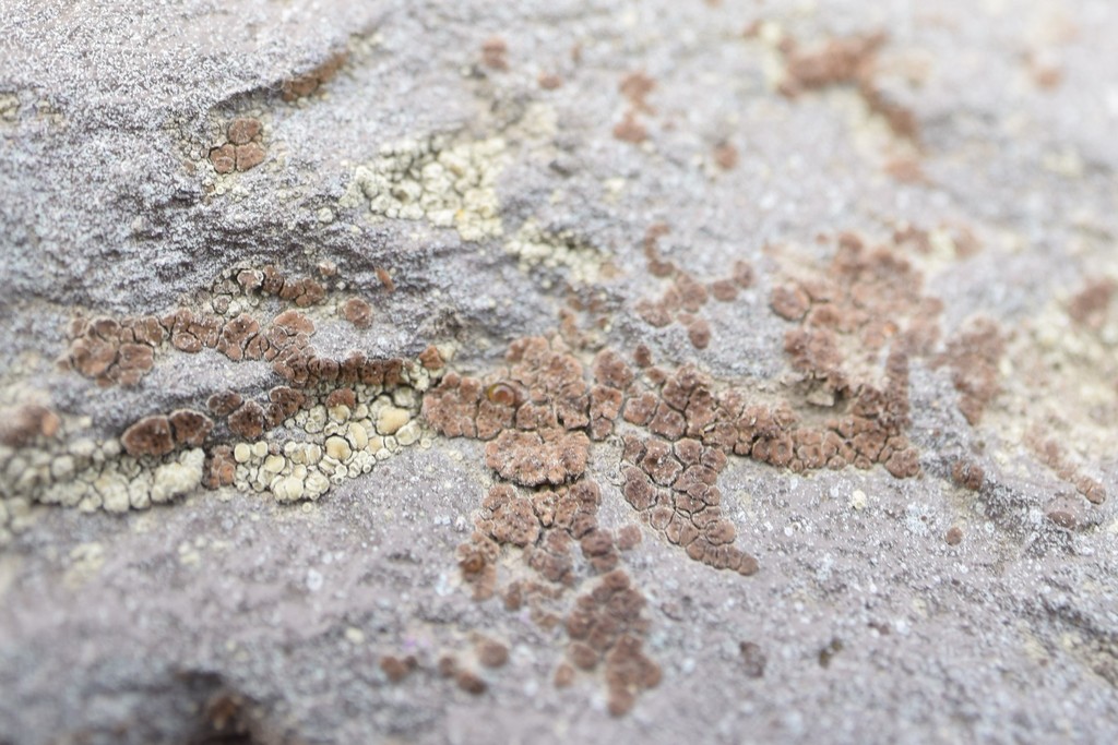 brown cobblestone lichen from Basher Drive Trailhead on April 4, 2022 ...