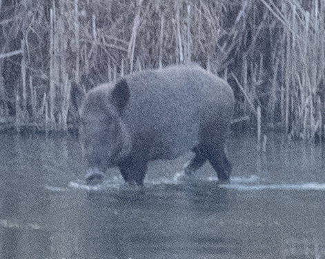 Anatolian Boar from Be'er Sheva, Israel on September 11, 2019 at 05:49 ...