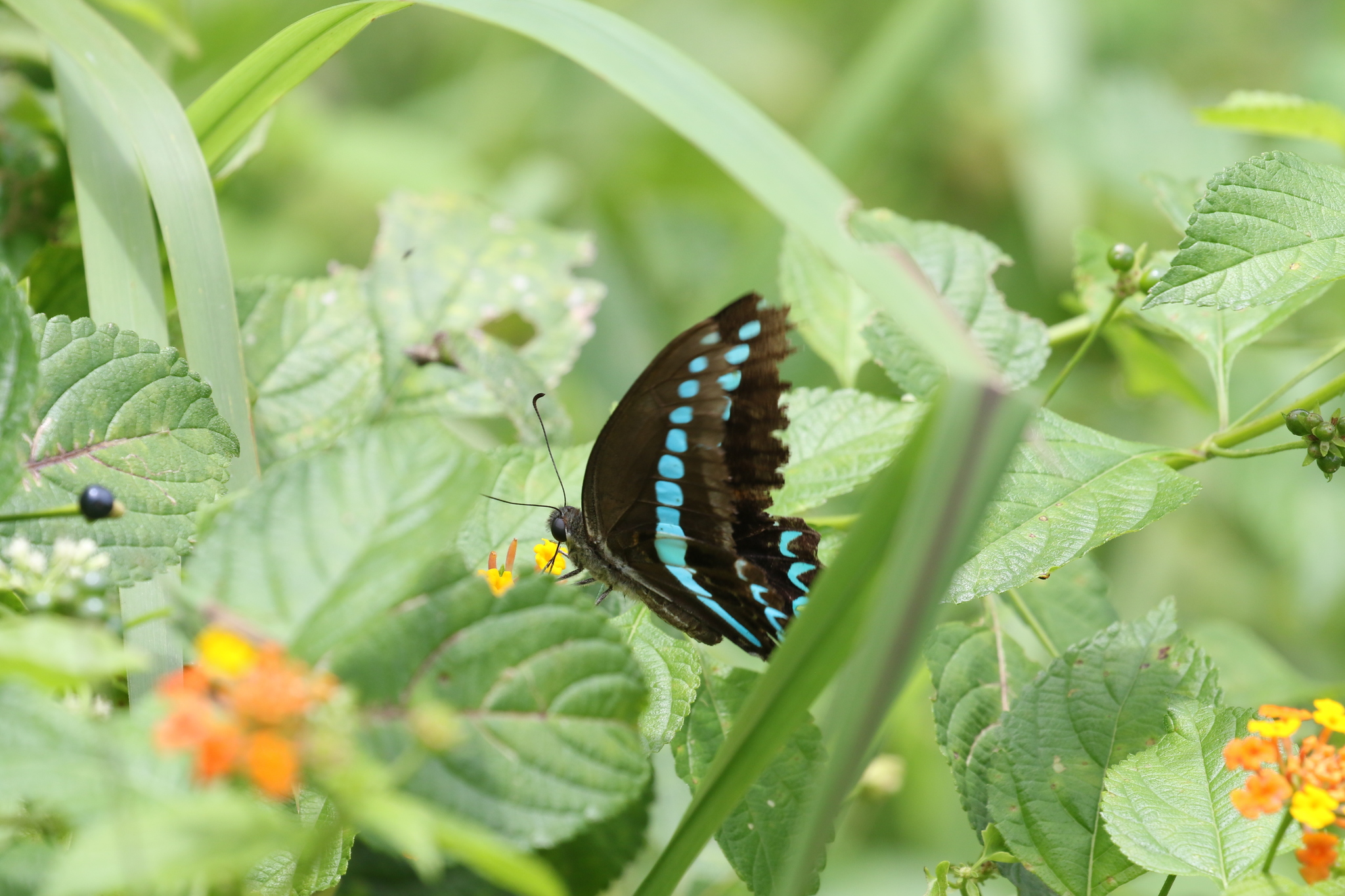 Graphium milon (Felder & Felder, 1864)