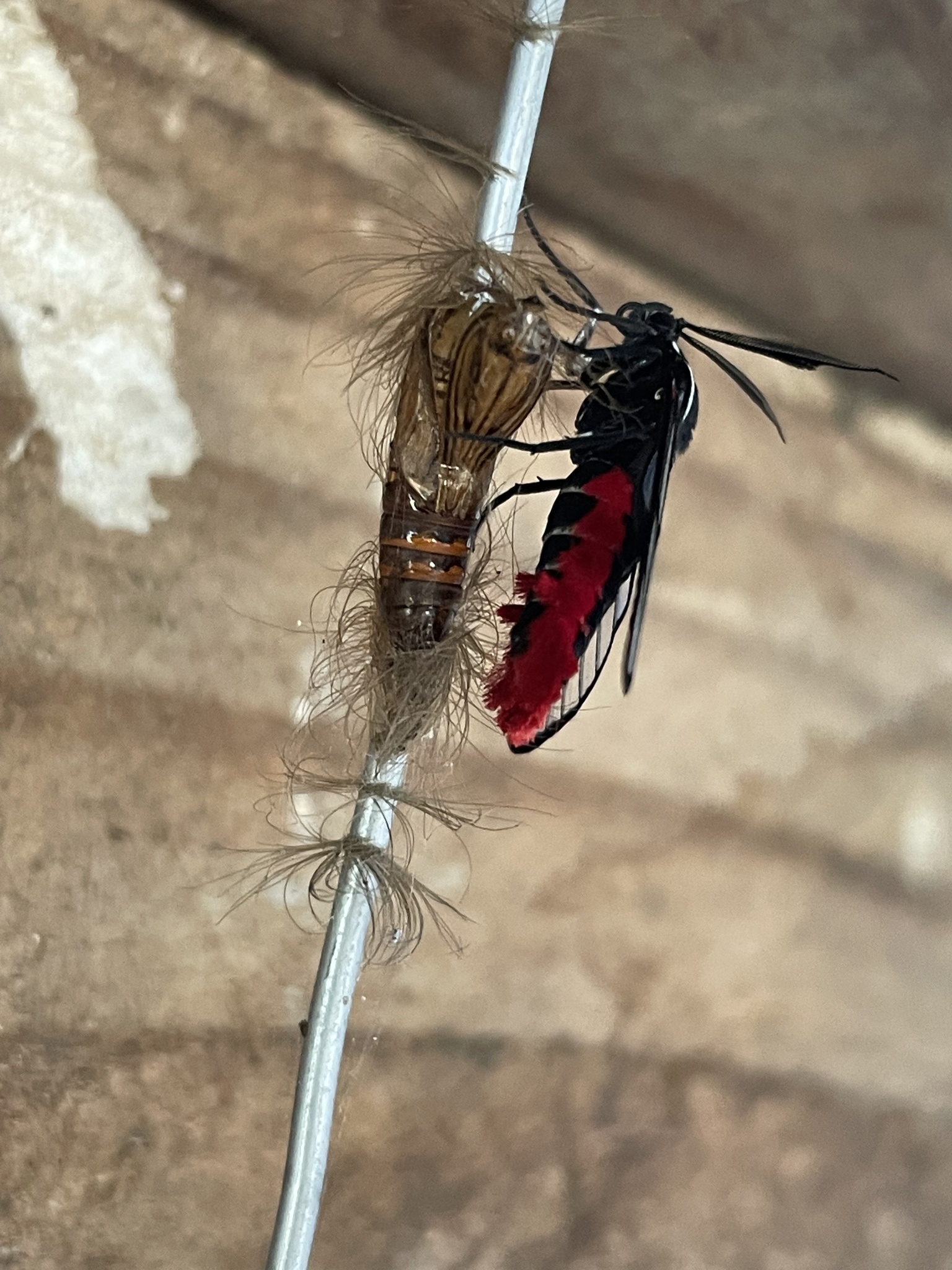 Dinia eagrus Cramer, 1779