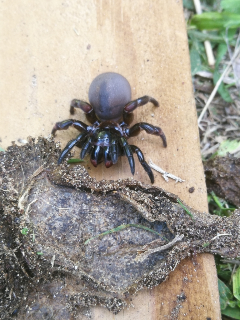 Horned Trapdoor Spiders from Cannon Rocks on April 5, 2022 at 03:00 PM ...