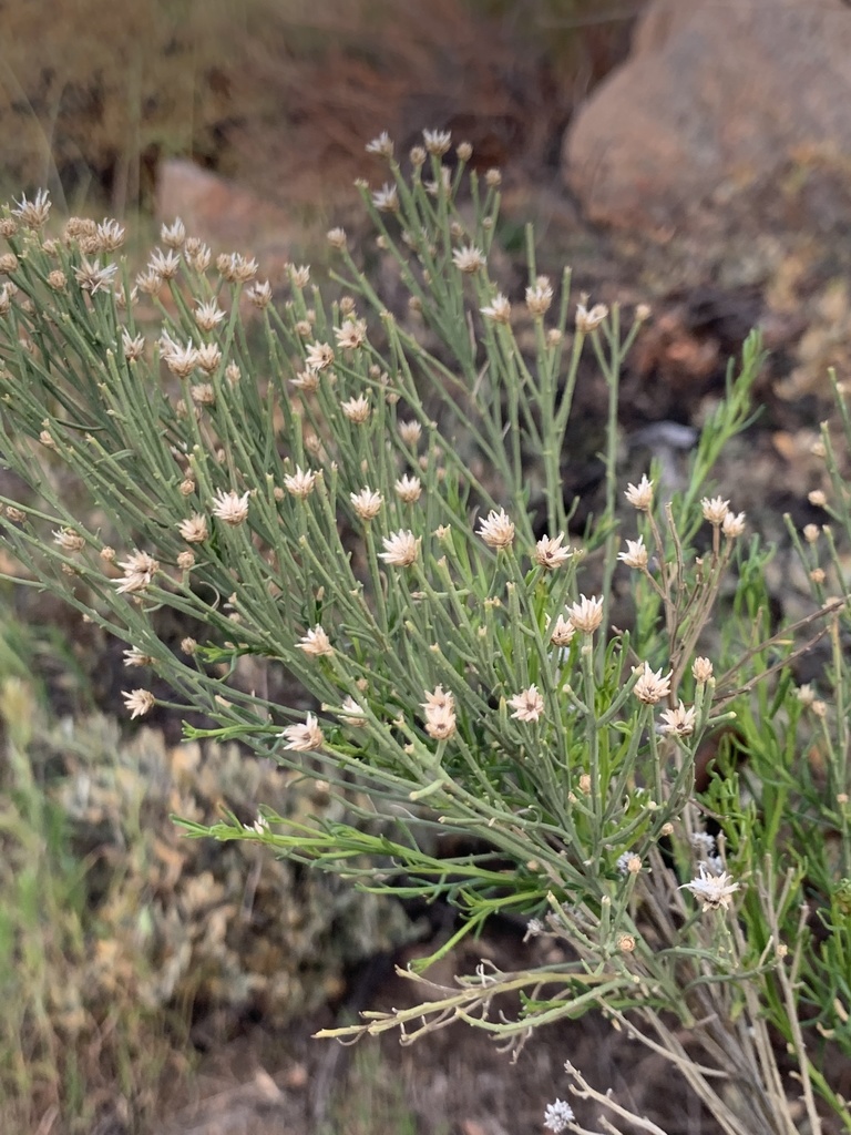 Desert Broom from Antigua Carretera Tecate-Ensenada, Tecate, BC, MX on ...