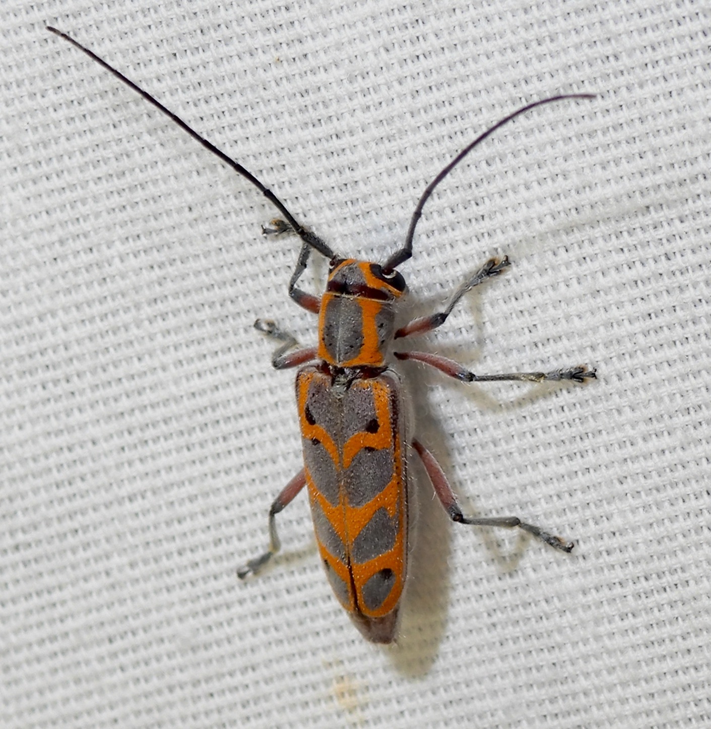 Saperda tridentata Olivier, 1795