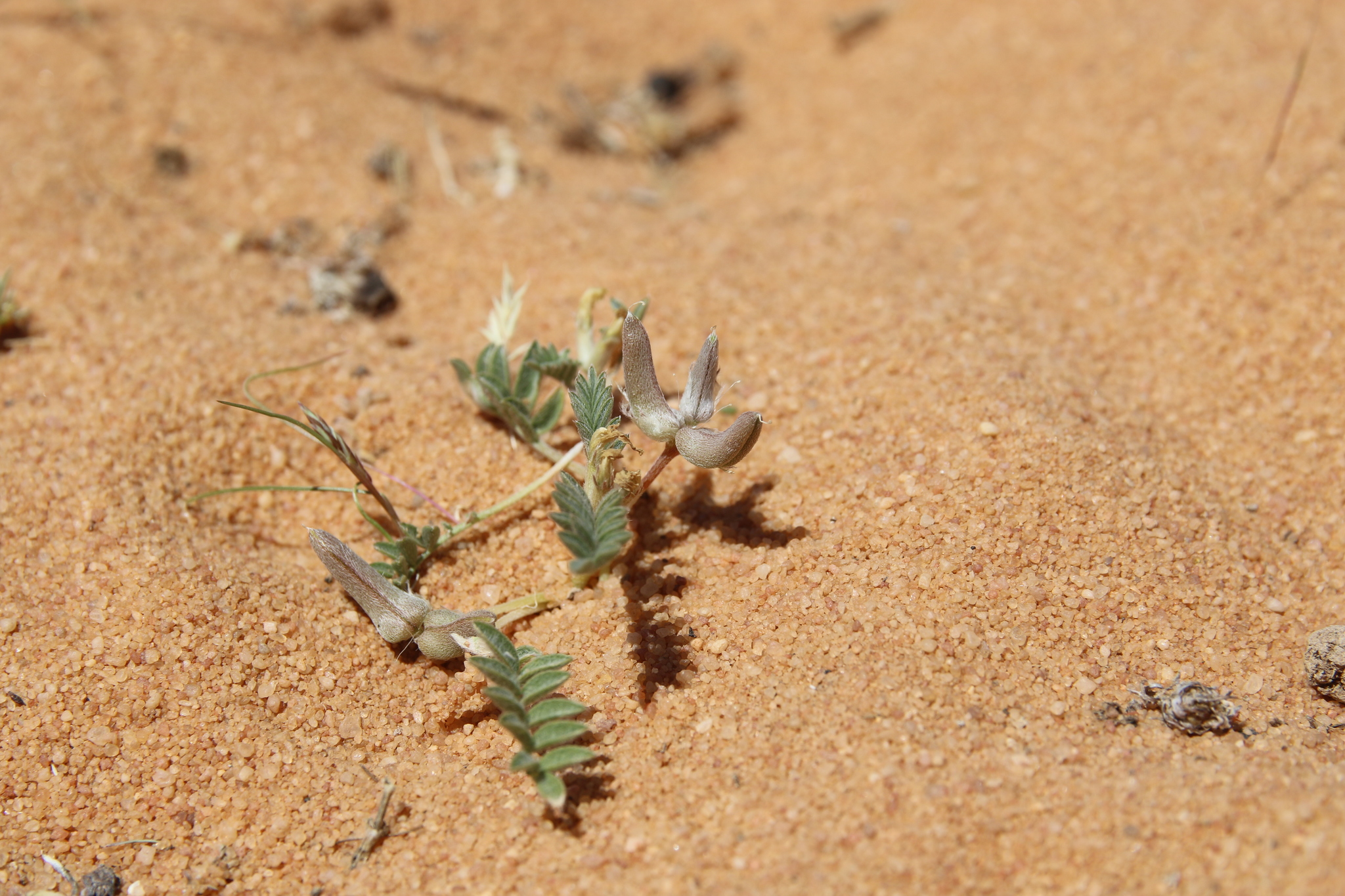 Astragalus tribuloides Delile