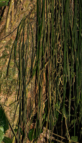 Vittaria reekmansii · iNaturalist