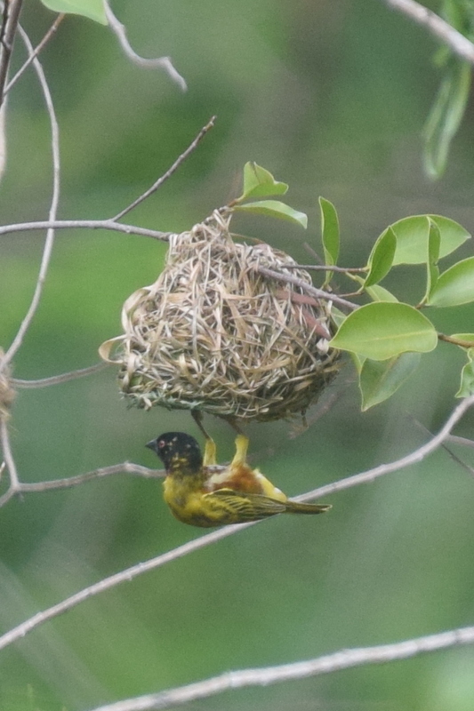 Golden-backed Weaver (Birds of Singapore) · iNaturalist