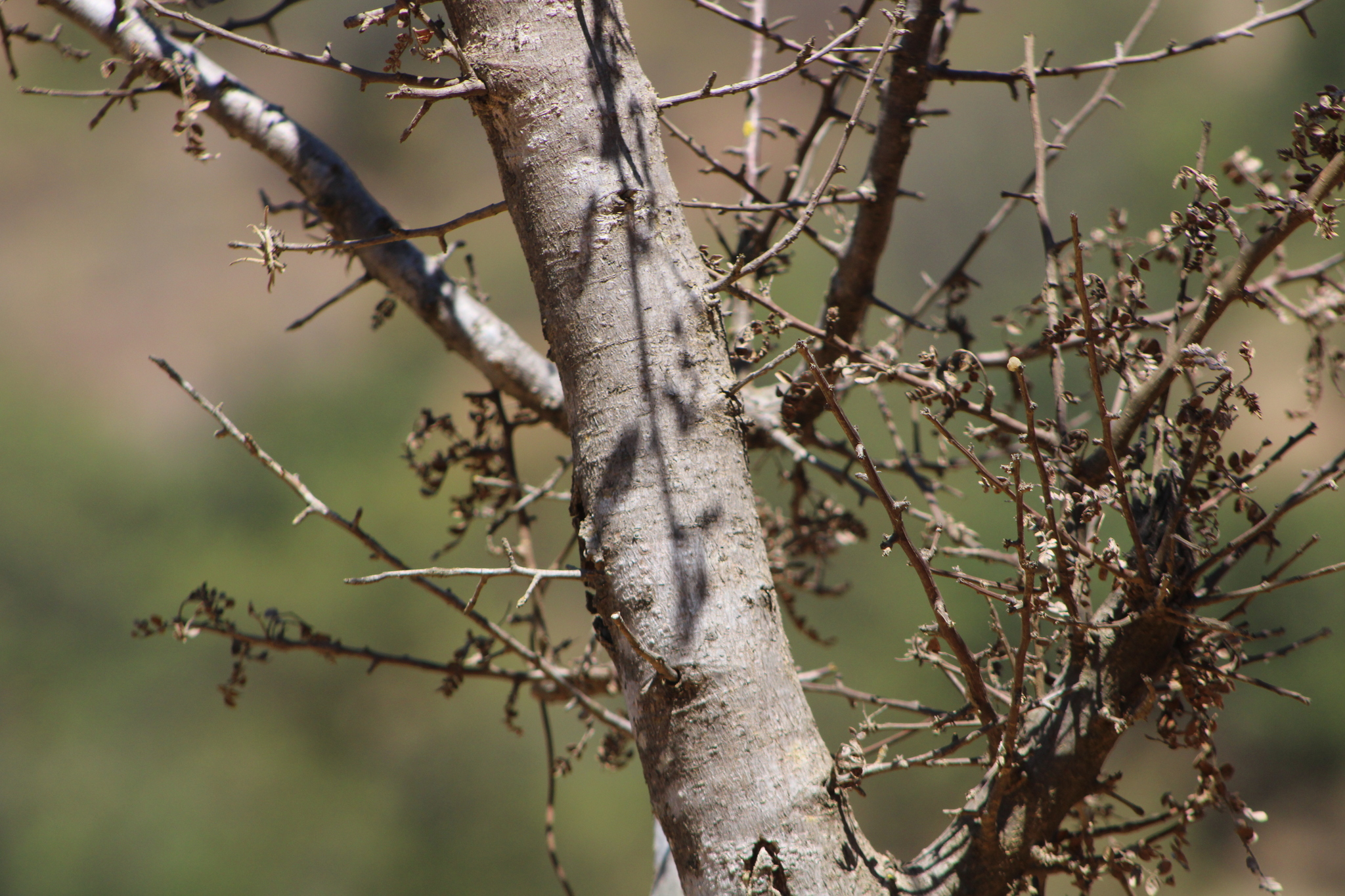 Bursera bipinnata (Moc. & Sessé ex DC.) Engl.