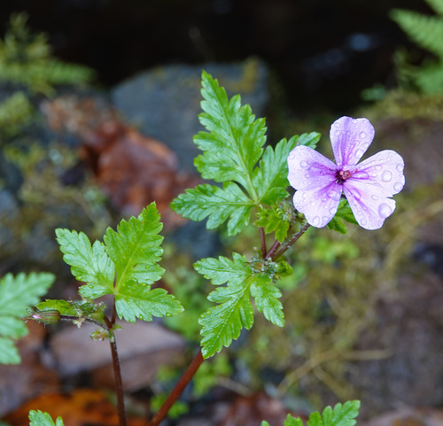 Geranium yeoi · Naturalista Costa Rica